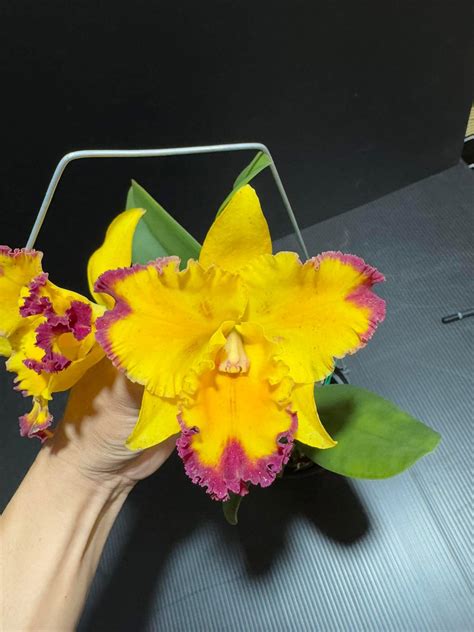Orchid Paradise 蘭花交易天堂 最近開的迷秀實生新花分享欣賞 Facebook