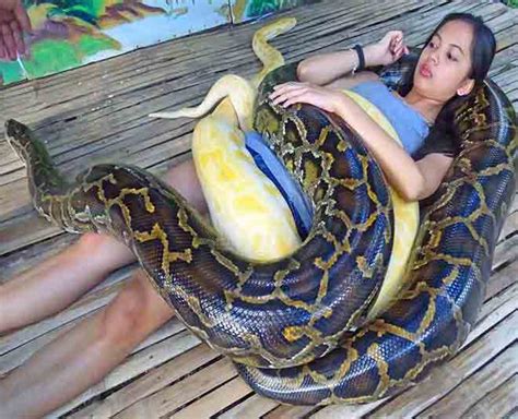 Fatigue Snake Few Minutes Python Massage In Hindi HerZindagi