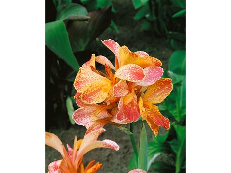 Dosna Madame Crozy 1 Ks Jahodárna Brozany