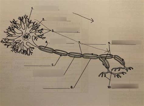 Chapter 28 The Nervous System Diagram Quizlet