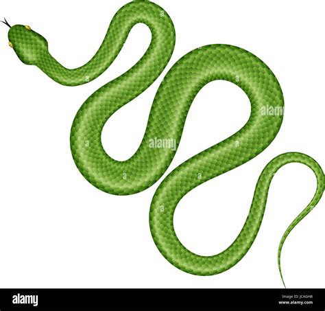 Green Tree Python Vector Illustration Isolated Tropical Snake On White