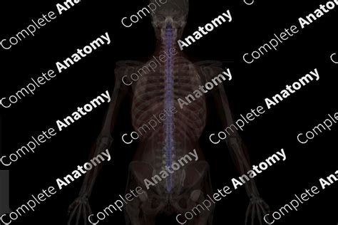 Vertebral Venous Plexus Complete Anatomy