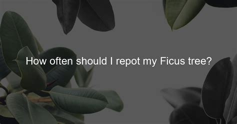 How Often Should I Repot My Ficus Tree Ficus To Life