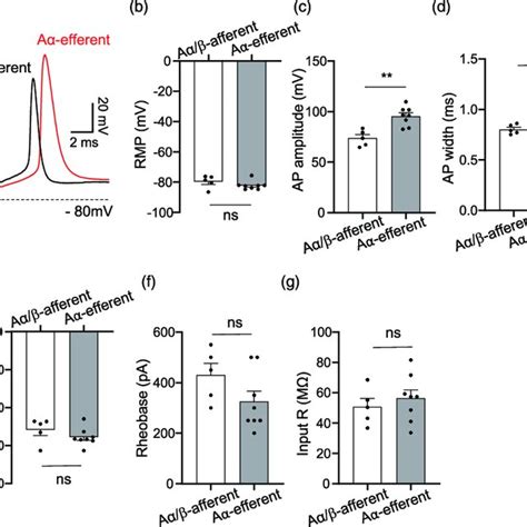 Electrophysiological Properties At The Nrs Of Aα β Afferent Fibers And Download Scientific