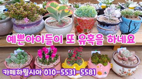 230713📍카페하월시아 방울복랑금 엘리제철화 로즈베이 매직사바스 홍등 문스톤 오리온 휴밀리스 리톱스 Youtube