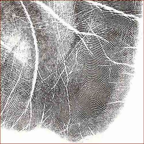 Fingerprint News Fingerprints And Palmar Dermatoglyphics 71 Reports