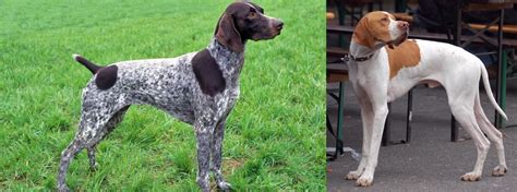 German Shorthaired Pointer Vs English Pointer Breed Comparison