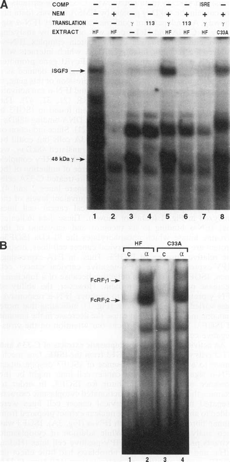 Ifn A Signaling Is Intact Despite Diminished Isgf3 Formation In