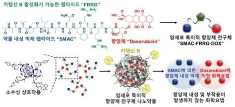 꿈의 항암제 암세포는 죽이고 내성은 막는다