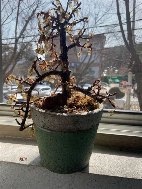 이 화분 죽은걸까요 지식in