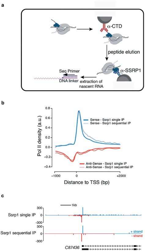 sequential net prism a schematic illustration of the experiment