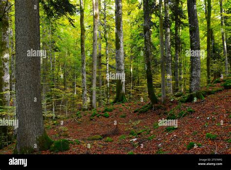Mixed Broadleaf And Coniferous Beech And Fir Rajhenav Old Growth Forest