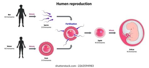 Reproduction Process In Humans Stages Of Human Reproduction
