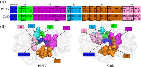 A Sequence Alignment Based On The Structure Of The Amino Acid Download Scientific Diagram