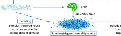 The Connections Between Neural Information Functions And Neural