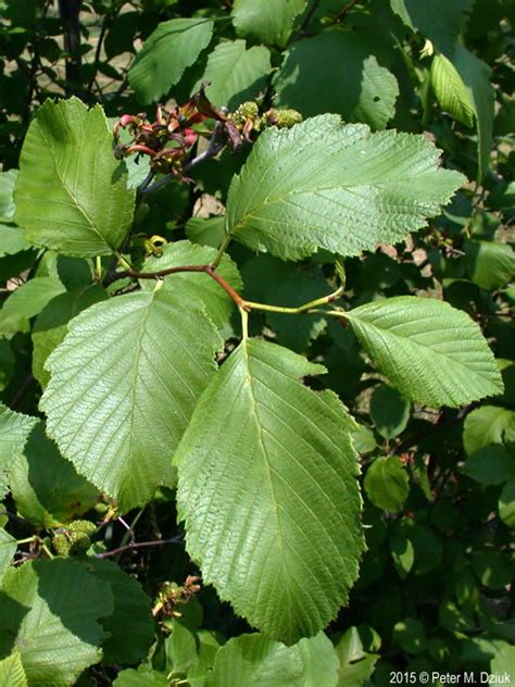 Alder Tree Identification