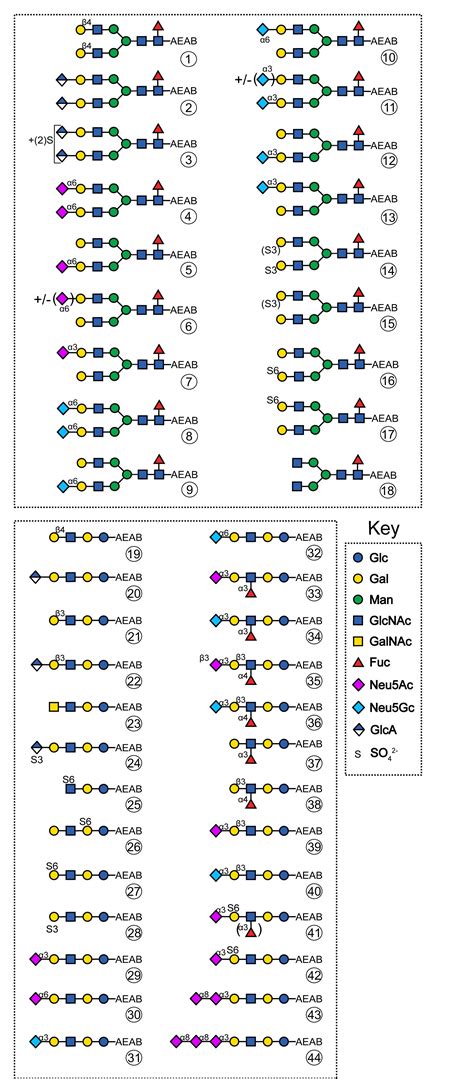 Enzymatic Tailoring Of Anionic Glycans For Characterizing Lectin And
