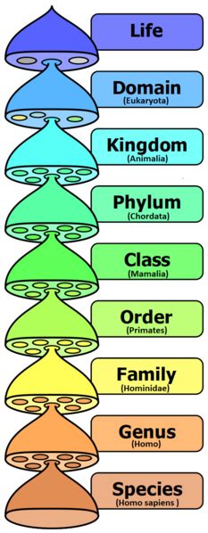 The Three Domains Of Life Characteristics And Classifications Lesson