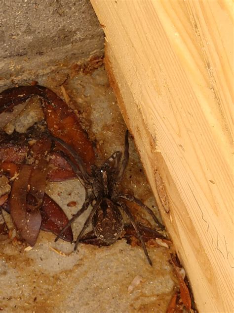 Biggest Ive Ever Seen R Whatbugisthis