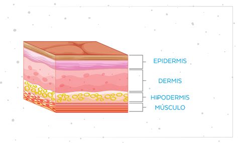 Hipodermis