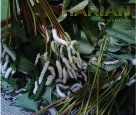Budidaya Ulat Sutera Dengan Daun Ubi Harian Terkini