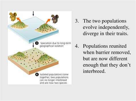 Ppt Introduction To Evolutionary Ecology Part I Week 4 Powerpoint