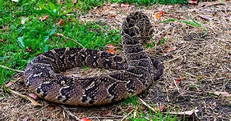 Puff Adder Bitis Arietans Highly Venomous Album On Imgur