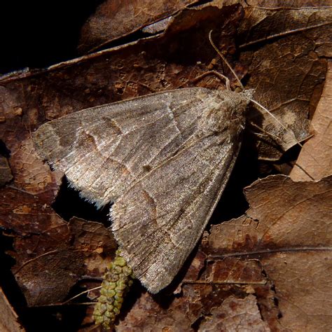 Common Oak Moth Identification Life Cycle Facts And Pictures