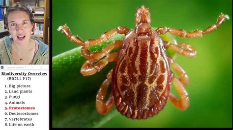 Biodiversity 5 Protostomes Youtube