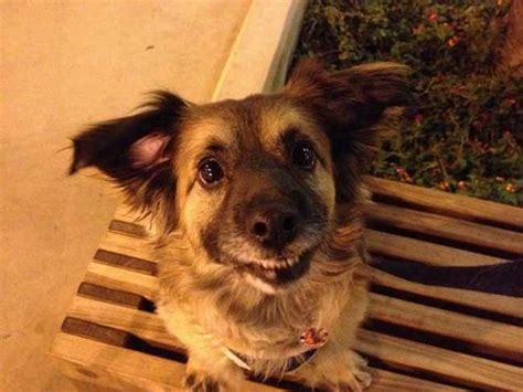 A Internet Fica Muito Mais Divertida Quando Tem Cachorros Sorrindo