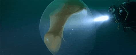 This Mesmerising Underwater Blob Is Actually A Huge Rare Mass Of Squid