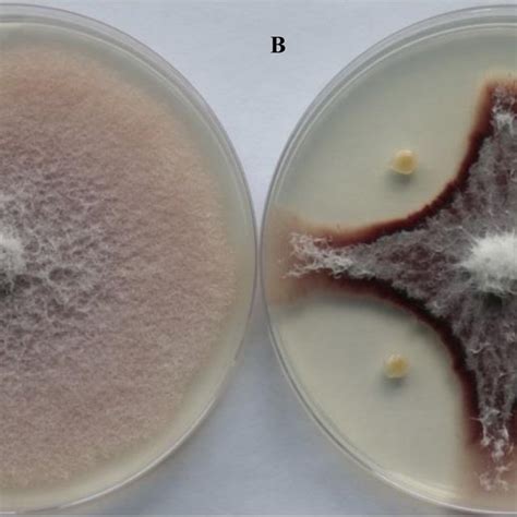 Pdf Isolation And Characterization Of Antagonistic Paenibacillus Polymyxa Hx 140 And Its