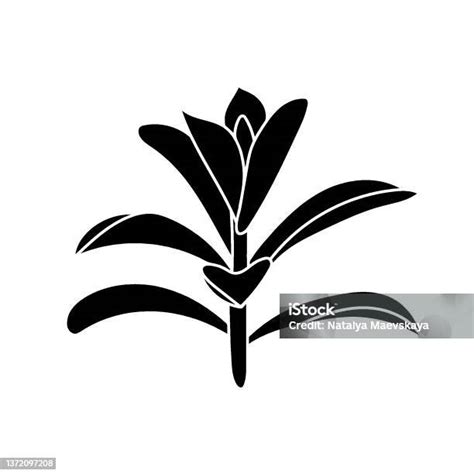 간단한 스타일 벡터 일러스트의 즙이 많은 크라술라 인쇄 및 디자인에 대한 사막 꽃 실루엣 멕시코 식물 흰색 배경에 그래픽 고립 요소 장식 인테리어를위한 하우스 플랜트