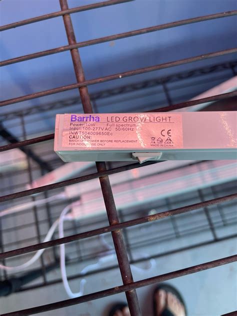 A Question Of Light Rmicrogreens