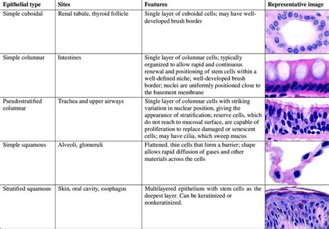 What Is Epithelial Tissue Function Types Structure