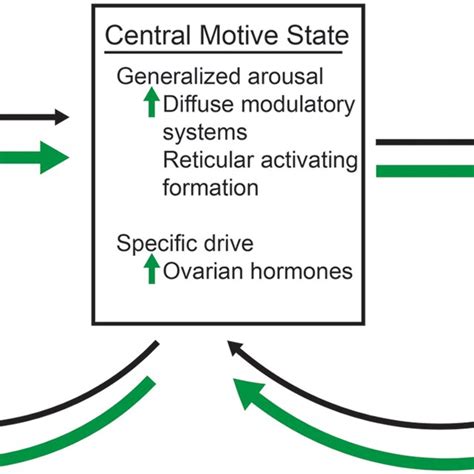 A Conceptual Model Of Sexual Motivation Which Are Represented By Thin Download Scientific