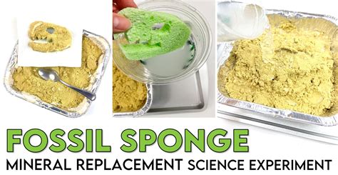 Easy Fossil Experiment For 3rd Grade Around The Kampfire