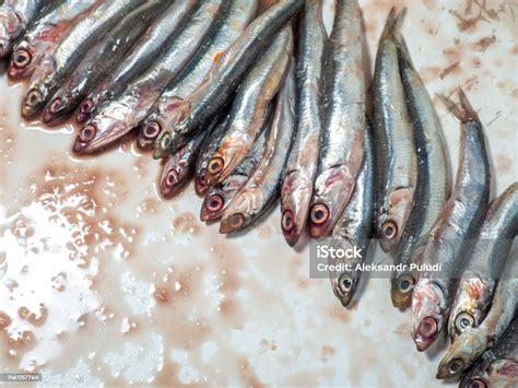 테이블에 신선한 스프 랫이 많이 있습니다 신선한 생선 개념입니다 작은 물고기 물고기의 도마에 피 점심 재료 식탁에 스프랫 갓 잡았습니다 갇힌에 대한 스톡 사진 및 기타