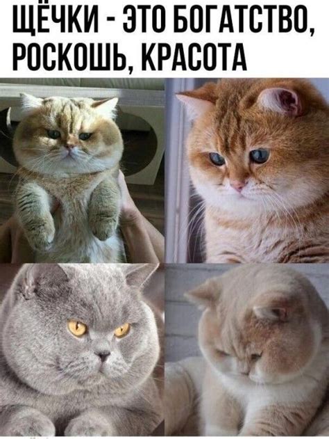 Пин от пользователя ╺⃝⃤ Shiva ╺⃝⃤🌿 на доске милота Домашние животные юмор Забавные зверюшки