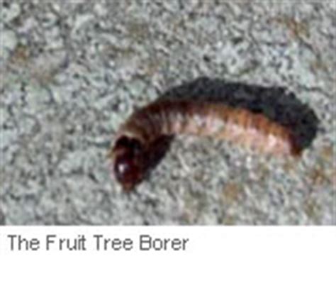Fruit Tree Borer Elmsavers