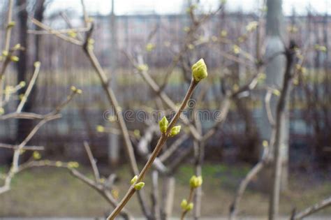 Naked Branches Of Lilac With Closed Buds Stock Photo Image Of Botany Season