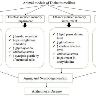 Progression Of Alzheimers Disease From Type Ii Diabetes Mellitus