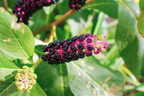 Poke Root Phytolacca Americana Benefits Medicinal Uses And Evidence