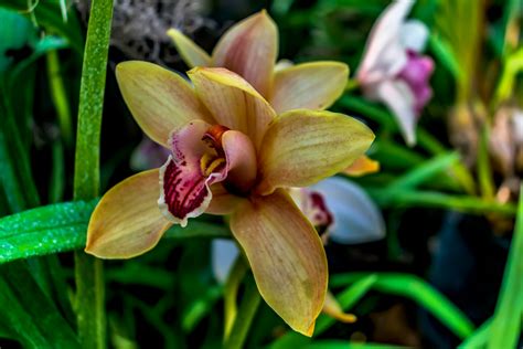 Cholesterol Vs Triglycerides Differences In Types Of Lipids Onestepguide