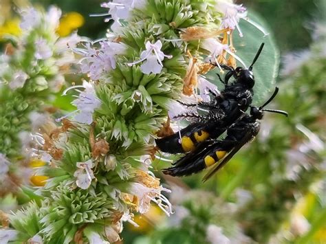 Arthropod Coitus Nature Free Photo On Pixabay Pixabay