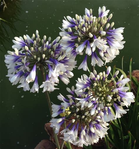 Agapanthus TWISTER 2lt - CND Nursery