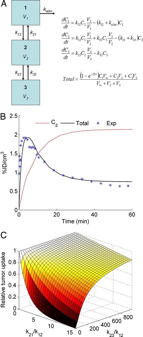 Analysis Of The Interplay Between The Epr Effect And Tumor Specific