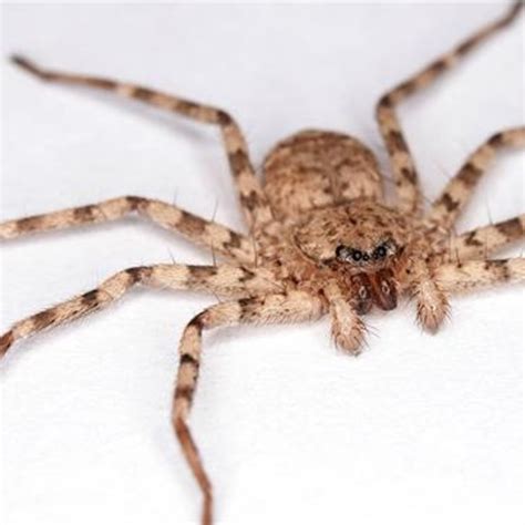 Are Spiders Nocturnal And Active At Night In Depth Look Pest Pointer