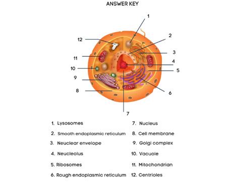 Cell Labeling Pdf