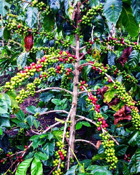 Pohon Kopi